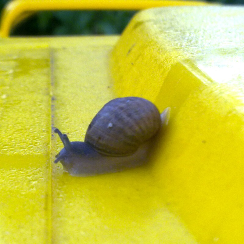 "Snail slide" by SereneBear | Redbubble