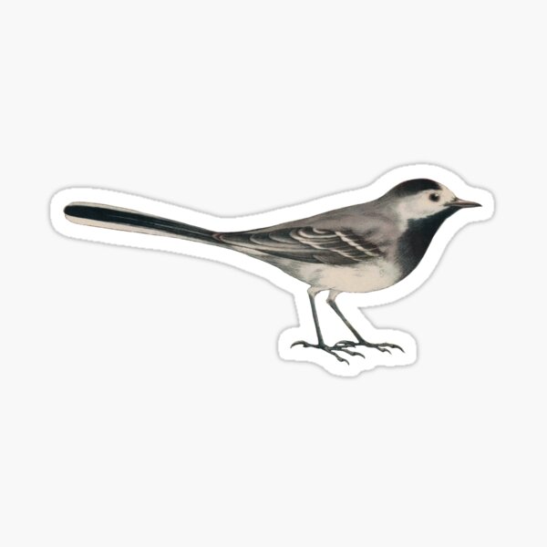 "Bird Art - white wagtail - Vintage bird print" Sticker for Sale by ...