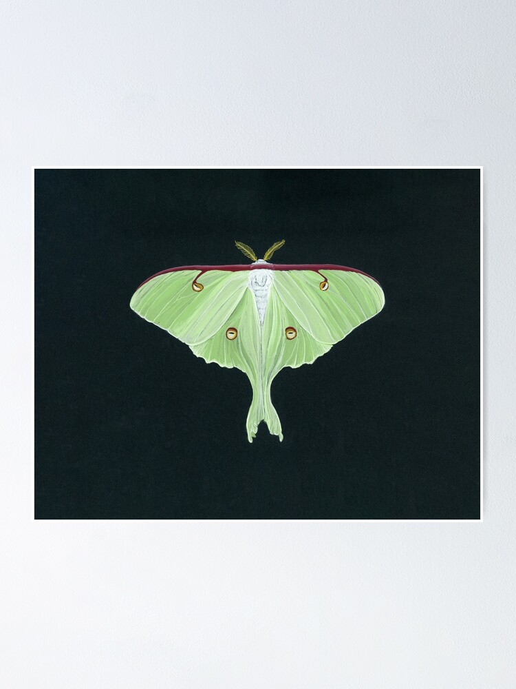 "Luna Moth" Poster for Sale by OtterwellStudio | Redbubble