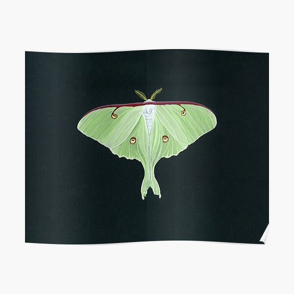 "Luna Moth" Poster for Sale by OtterwellStudio | Redbubble
