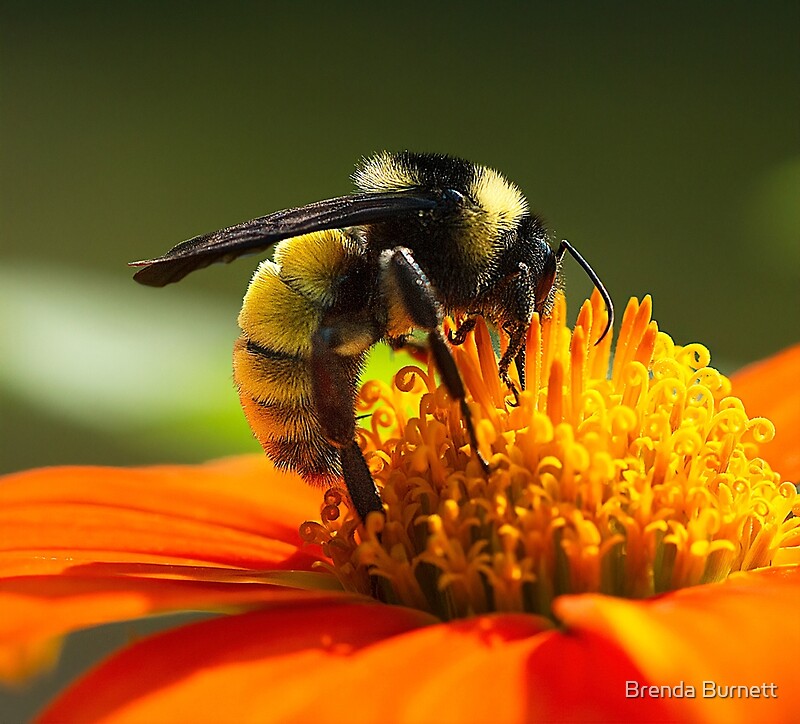 "In Your Face....Pollen" by Brenda Burnett | Redbubble