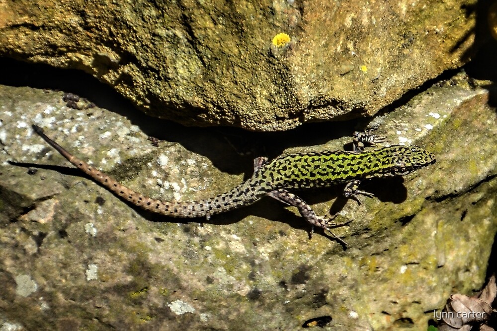 "Small Lizard at Abbotsbury,Dorset UK" by lynn carter | Redbubble