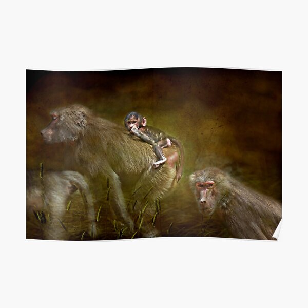 ""Hamadryas Baboon..."" Poster by Rosehaven | Redbubble