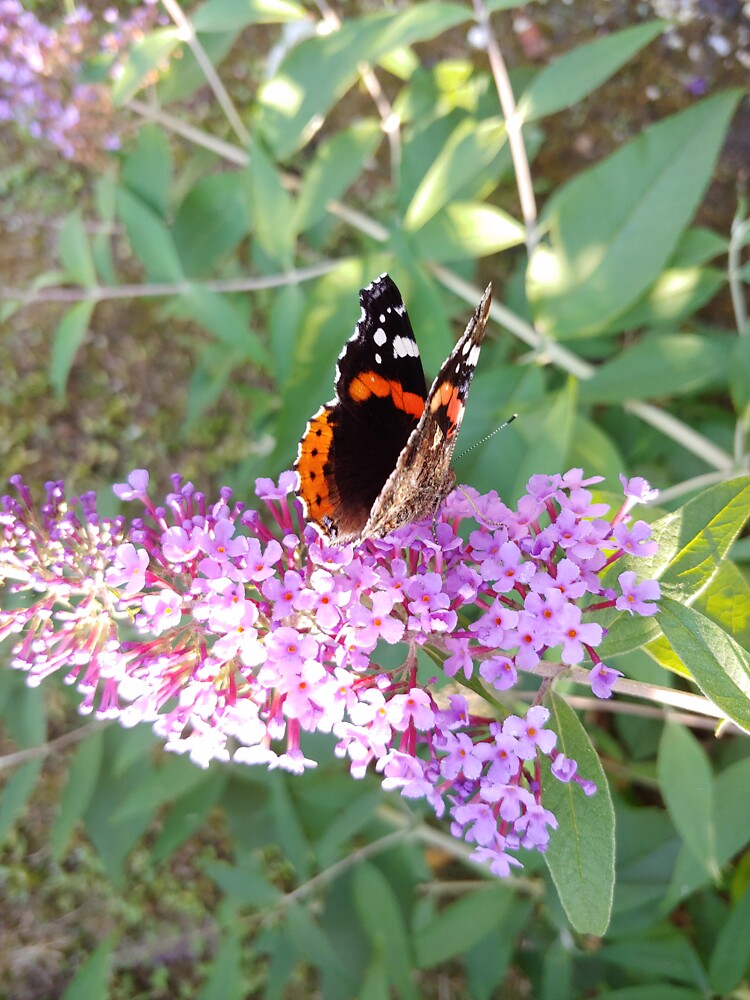 "Red Admiral Butterfly " Sticker for Sale by CORNISHPHOTOS | Redbubble