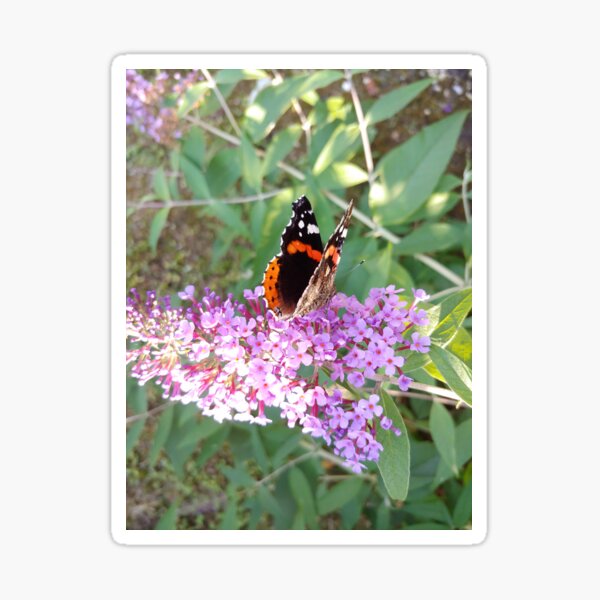 "Red Admiral Butterfly " Sticker for Sale by CORNISHPHOTOS | Redbubble