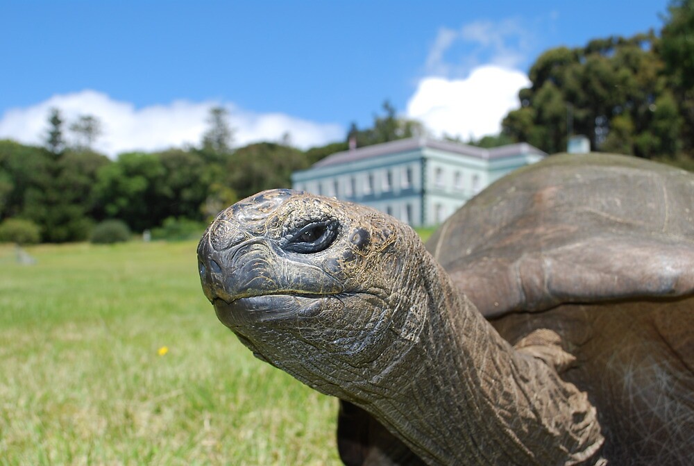 "Jonathan the Tortoise at Plantation House, St Helena" by dizzyshell42 ...