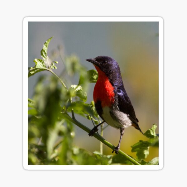 "Mistletoe bird" Sticker for Sale by MargsNaturePix | Redbubble