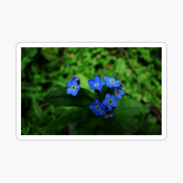 "Forget me not" Sticker for Sale by Katrina1962 | Redbubble