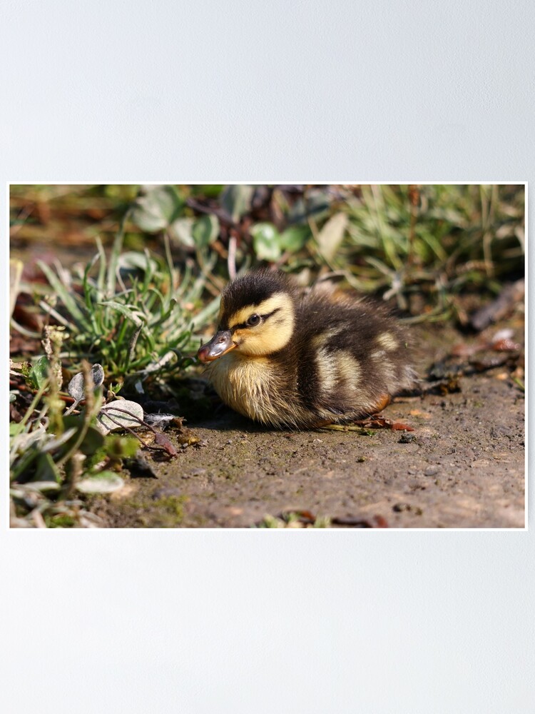 "Duckling" Poster by GreyFeatherPhot | Redbubble