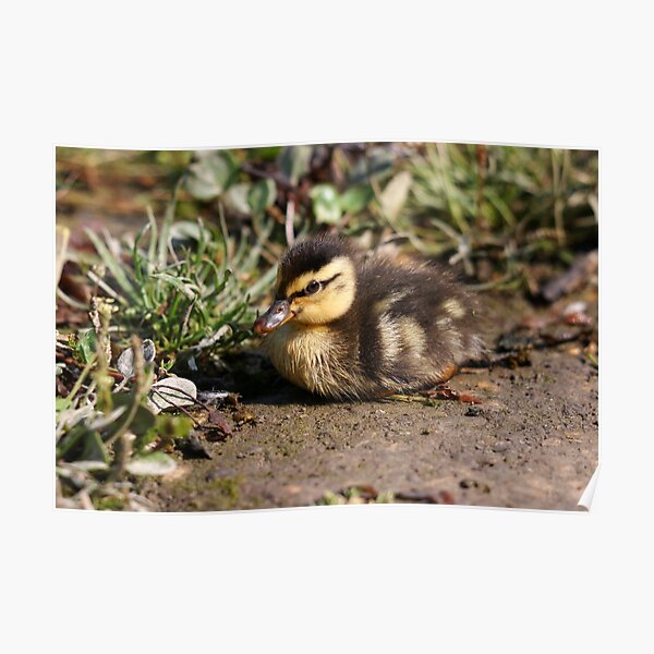 "Duckling" Poster by GreyFeatherPhot | Redbubble