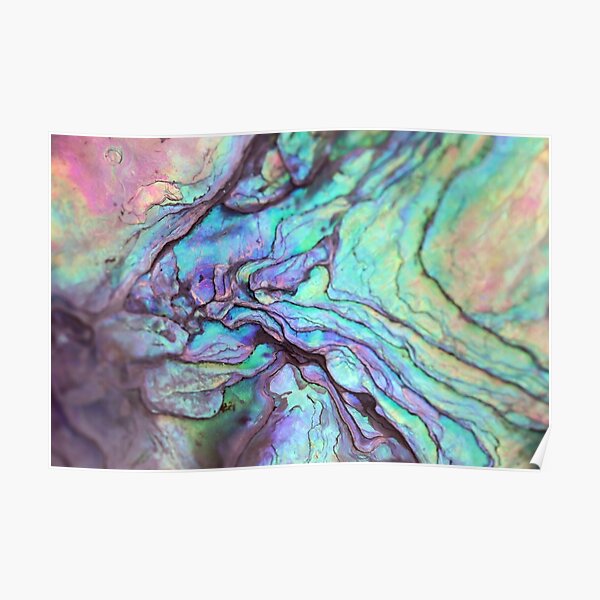"Abalone" Poster for Sale by pairlee | Redbubble