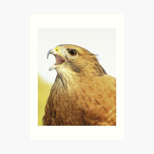 "Angry Falcon" Art Print by DueNorthGallery | Redbubble