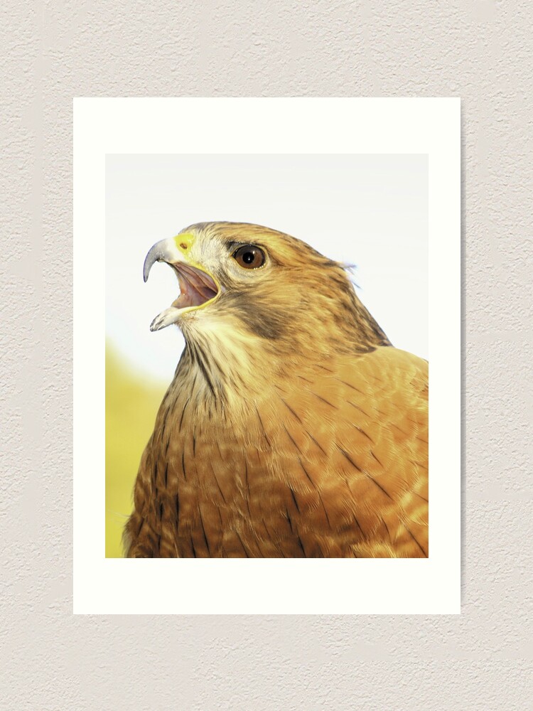 "Angry Falcon" Art Print by DueNorthGallery | Redbubble
