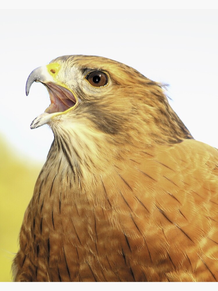 "Angry Falcon" Art Print by DueNorthGallery | Redbubble