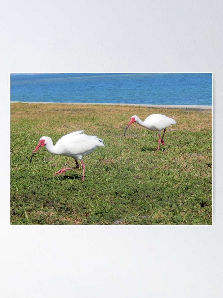 "Two White Ibis" Poster by gurineb | Redbubble