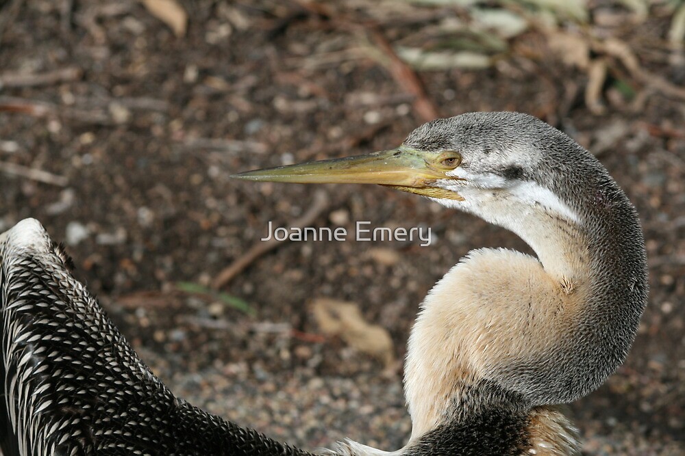 "Snake necked cormorant" by Joanne Emery | Redbubble