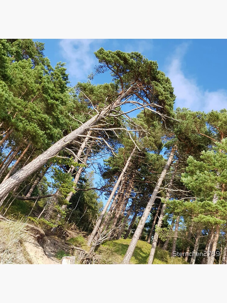 "Leaning trees, forest, landscape" Sticker for Sale by Sternchen2789 ...