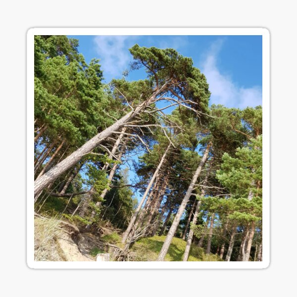 "Leaning trees, forest, landscape" Sticker for Sale by Sternchen2789 ...