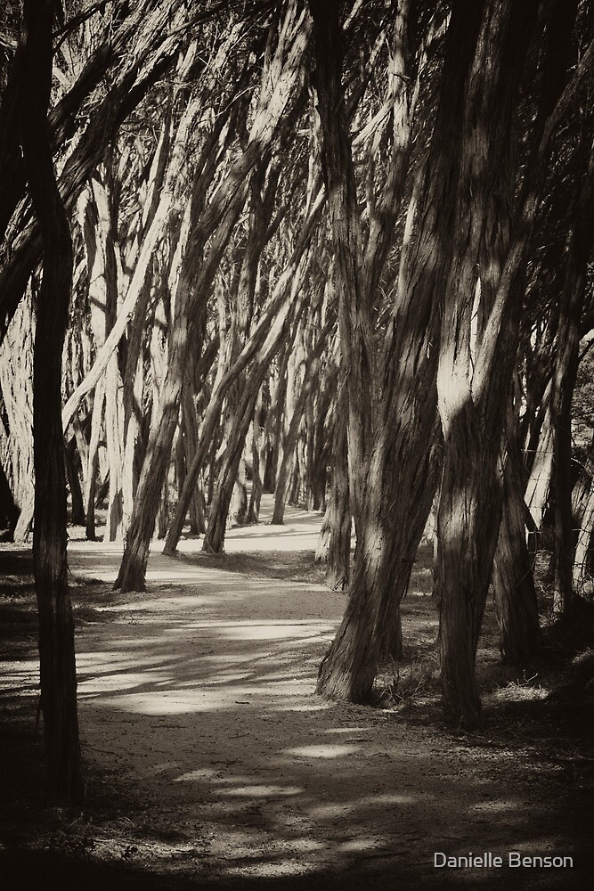 "Tea Trees, Loch Sport, Victoria " by Danielle Benson | Redbubble
