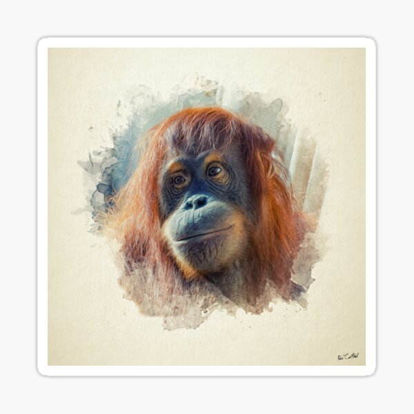 "Table of a female Orang utan" Sticker for Sale by Pearcatprod | Redbubble