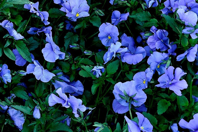 "Pansy Posy " by lucin | Redbubble