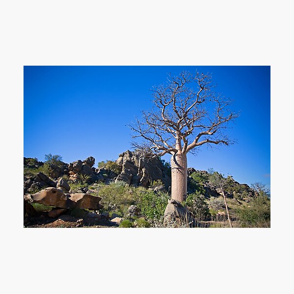 Boab Tree Photographic Prints | Redbubble