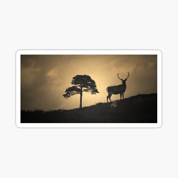 "Stag" Sticker by GavinMacrae | Redbubble