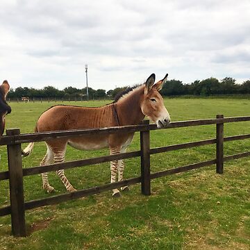 "Zeedonk Zebra Donkey - Animal Photography" Sticker for Sale by ...