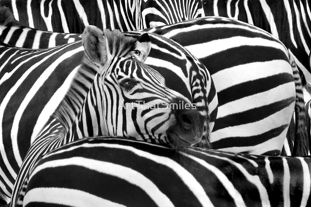 ""Stripes" - Optical Illusion of the stripes on the zebras" by ...