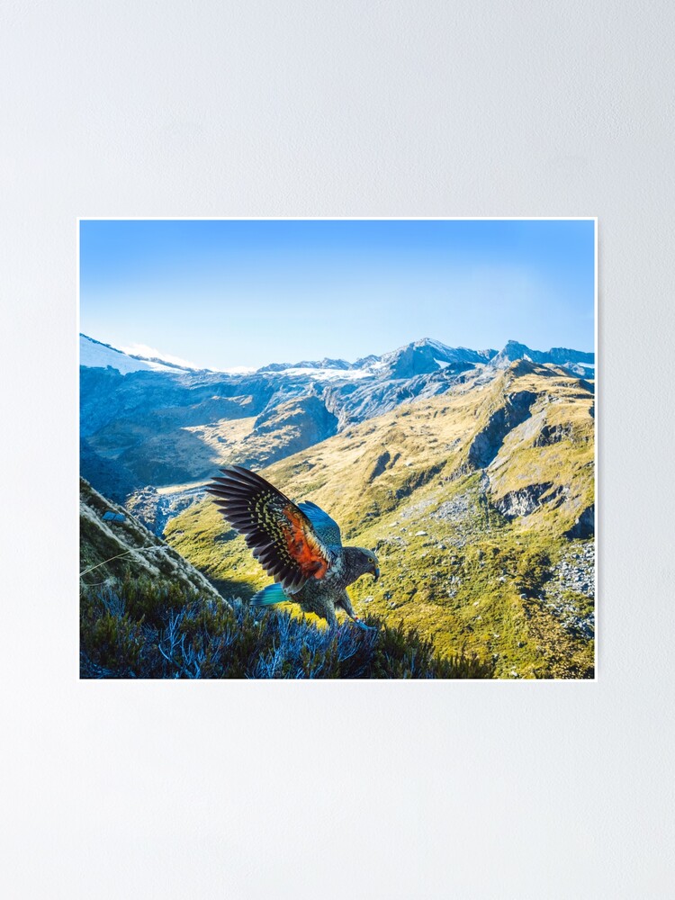 "New Zealand Kea Bird" Poster by TamasinLangton | Redbubble