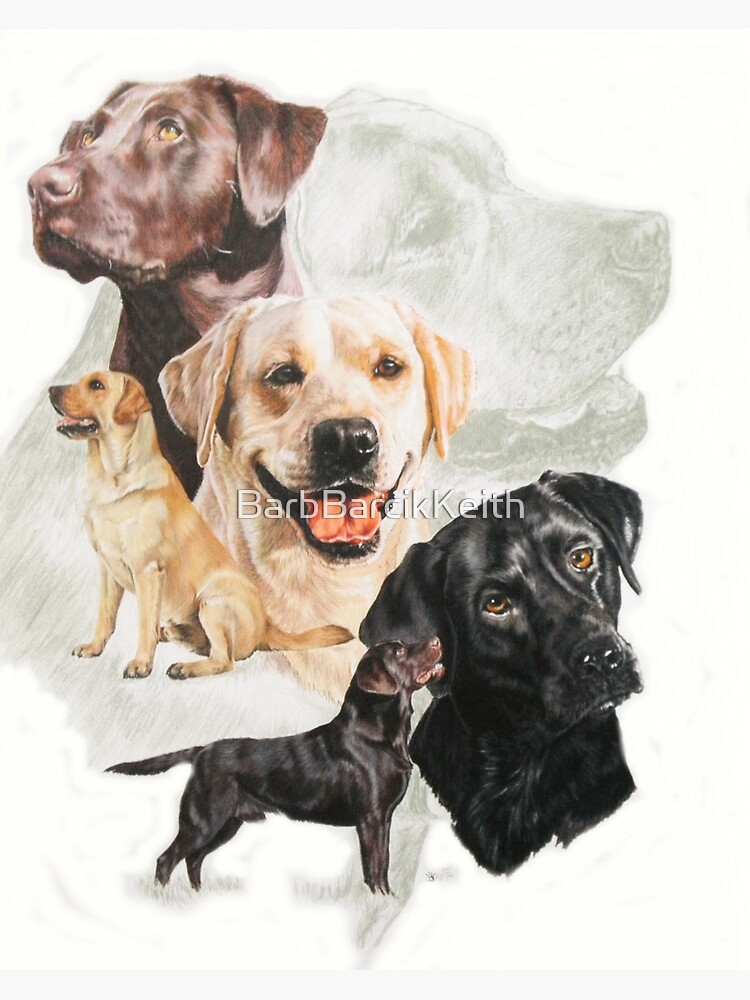 Mezcla De Lobo Y Labrador