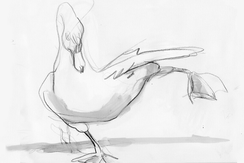 "Swan Stretch" by WoolleyWorld | Redbubble