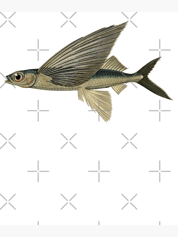 Impression photo « Cadeau de poisson volant Cool poisson volant J'aime ...