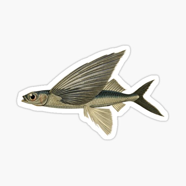 "Flying Fish Gift Cool Flying Fish I love Flying Fish Land of the ...