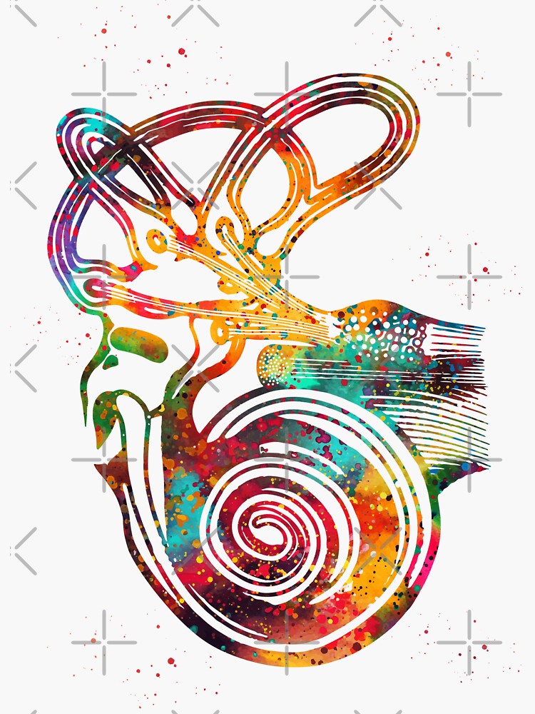 "Ear anatomy" Sticker for Sale by erzebetth | Redbubble
