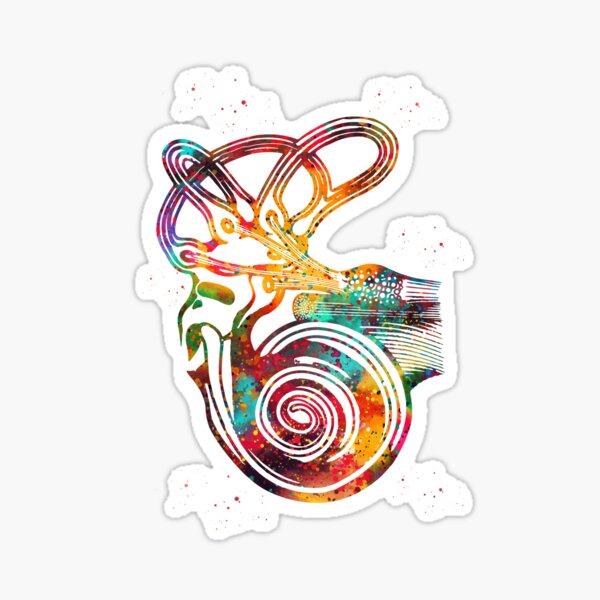 "Ear anatomy" Sticker for Sale by erzebetth | Redbubble