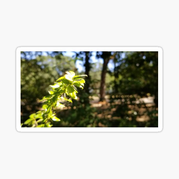 "Head's Up!" Sticker by ImpulsivePhotos | Redbubble