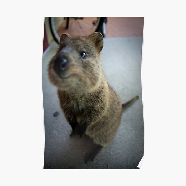 Quokka Posters | Redbubble