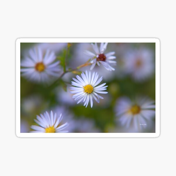 "White Aster Wildflowers" Sticker for Sale by rollosphotos | Redbubble
