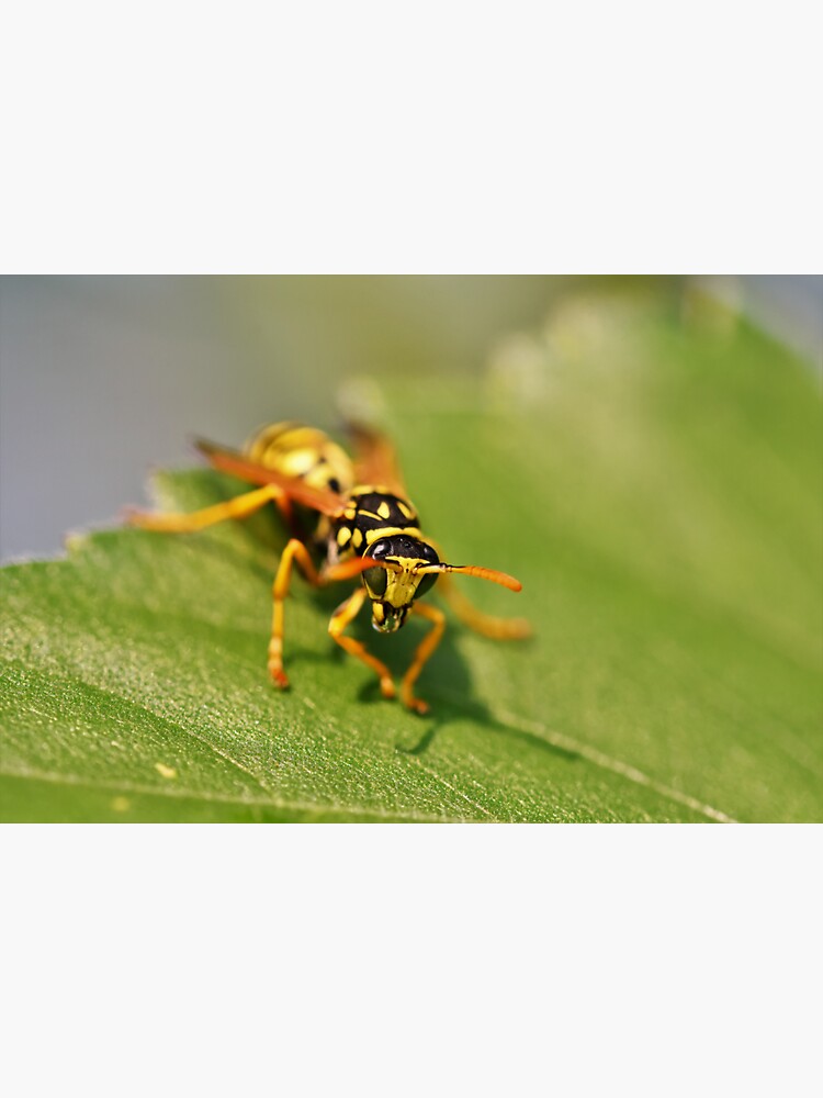"Wasp" Sticker by fourretout | Redbubble