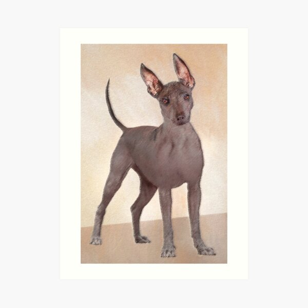 "Xoloitzcuintli Painting - Cute Original Dog Art" Art Print by ...