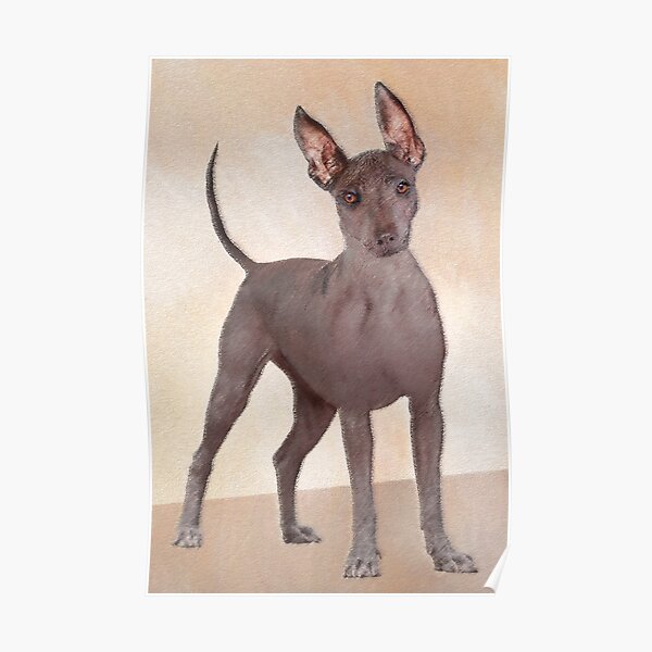 Xoloitzcuintli Painting Cute Original Dog Art Poster Zazzle