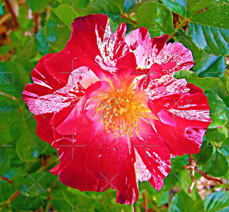 "California Rose #6" by Shulie1 | Redbubble