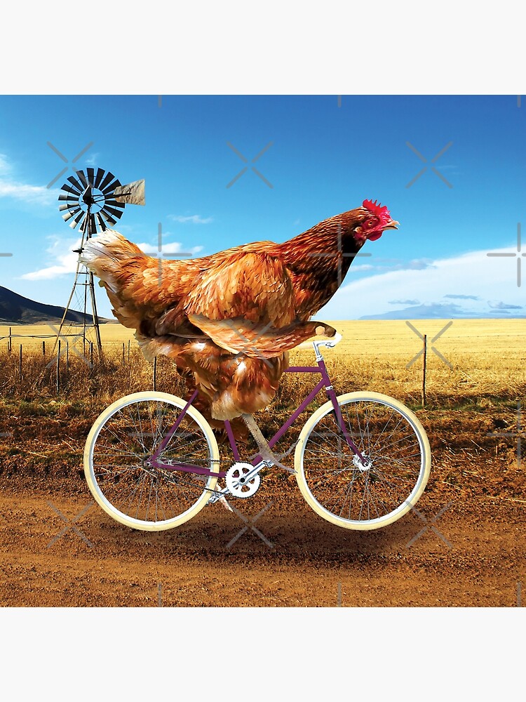 "Funny Chicken Riding Bicycle on the Farm" Photographic Print for Sale ...