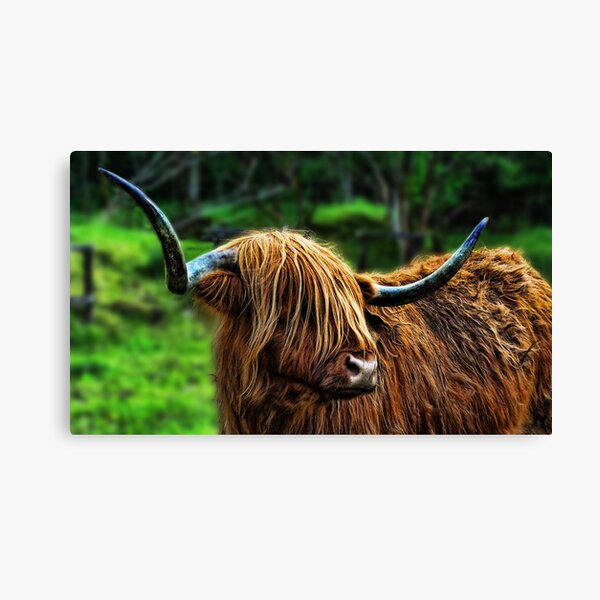 "Highland Coo." Canvas Print for Sale by tyke29 | Redbubble