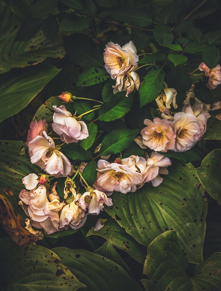 "Roses and hosta" by alan shapiro | Redbubble