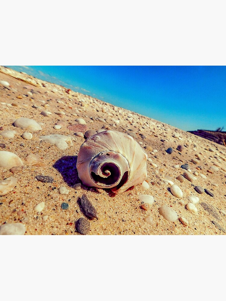 "Spiral Shell on a Rocky Beach" Poster for Sale by gibsonjason01 ...