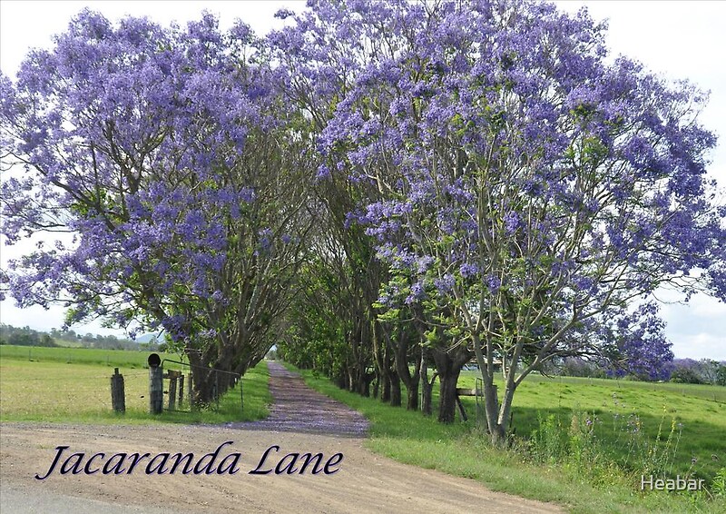 "Jacaranda Lane" by Heabar | Redbubble
