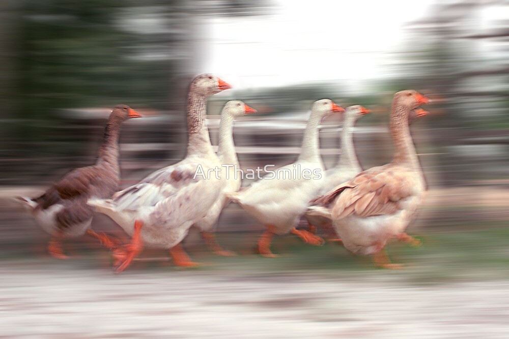 ""Wild Goose Chase" - geese running wild" by ArtThatSmiles | Redbubble
