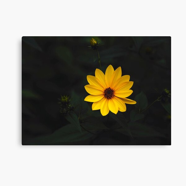 "Ethio meskel Flower - Adey Abeba" Canvas Print for Sale by TensuBee ...